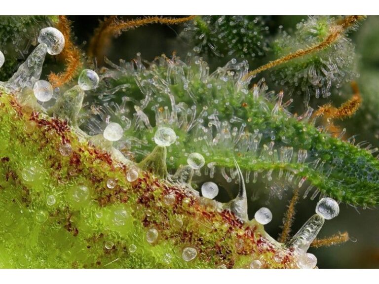 Understanding The Multiple Phases Of A Trichome Growth – Grow That Weed